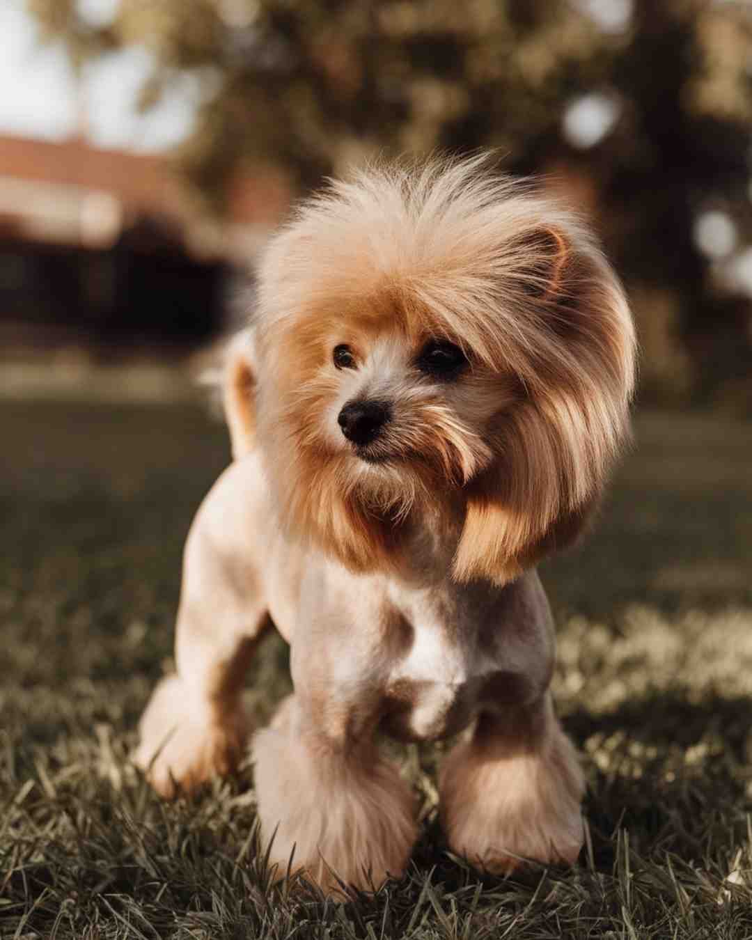 15 Cute Haircuts for Small Dogs (Styles & Grooming Tips)